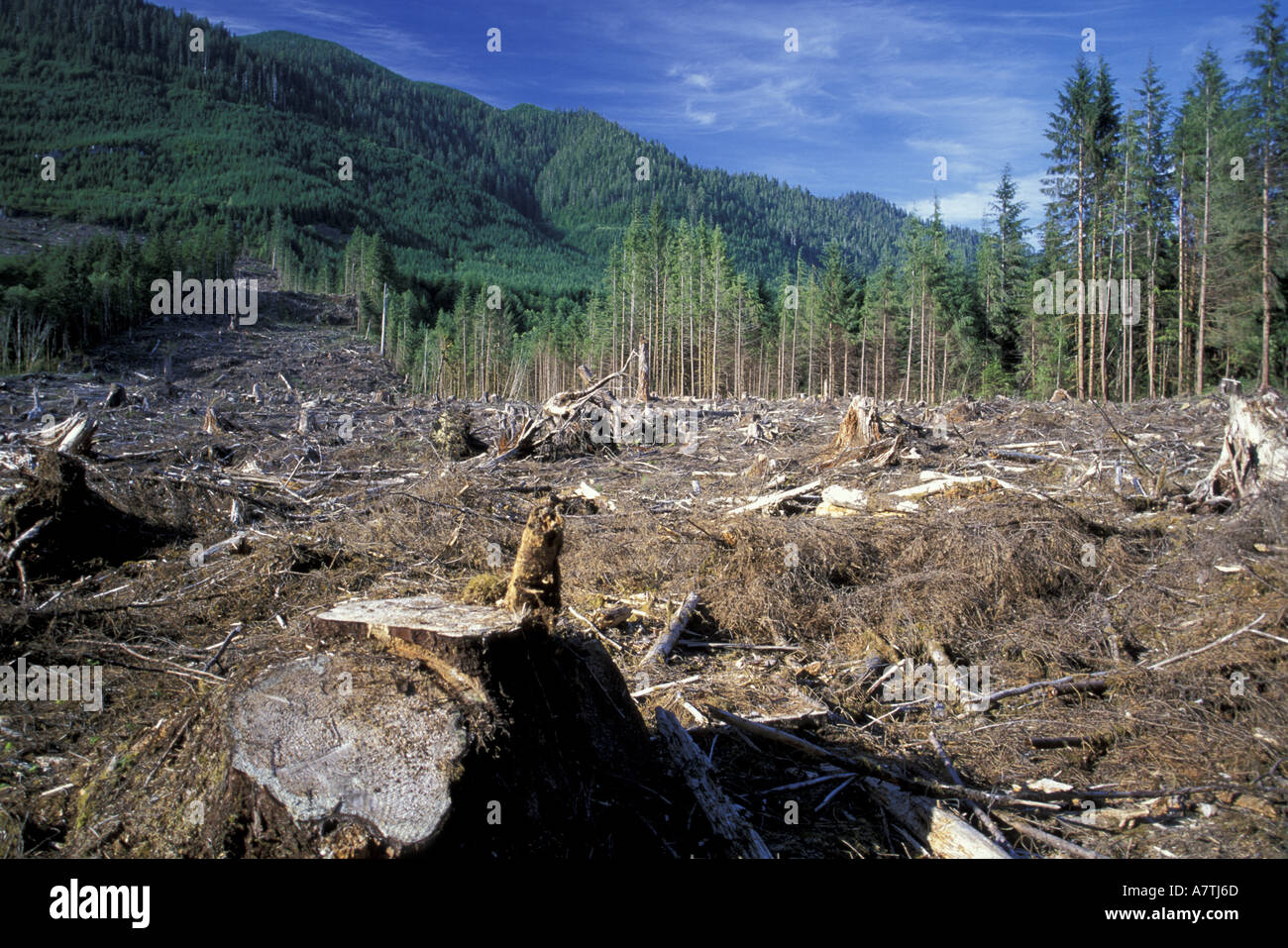Clear cutting rainforest hi-res stock photography and images - Alamy