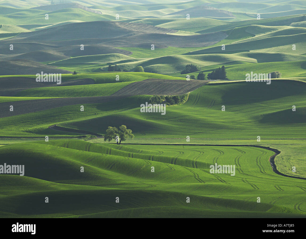 Rolling hills covered in vibrant hi-res stock photography and images ...