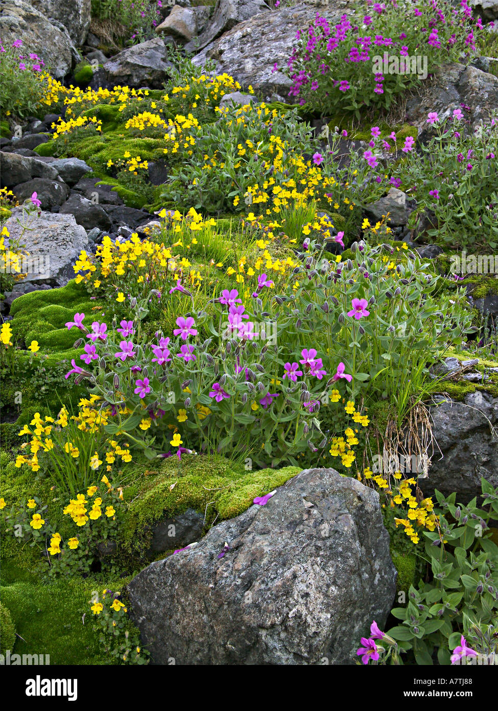 Red and yellow monkeyflowers cover a talus slope in Washington's ...