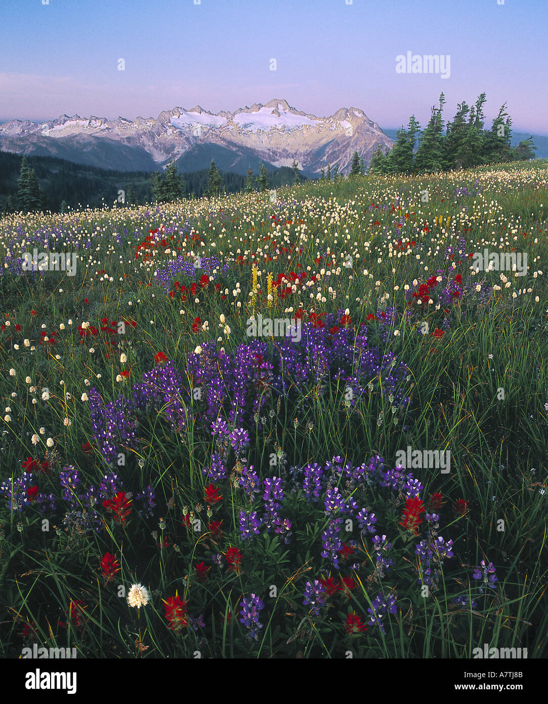 A subalpine meadow, lush with wildflowers, with a range of glaciated ...