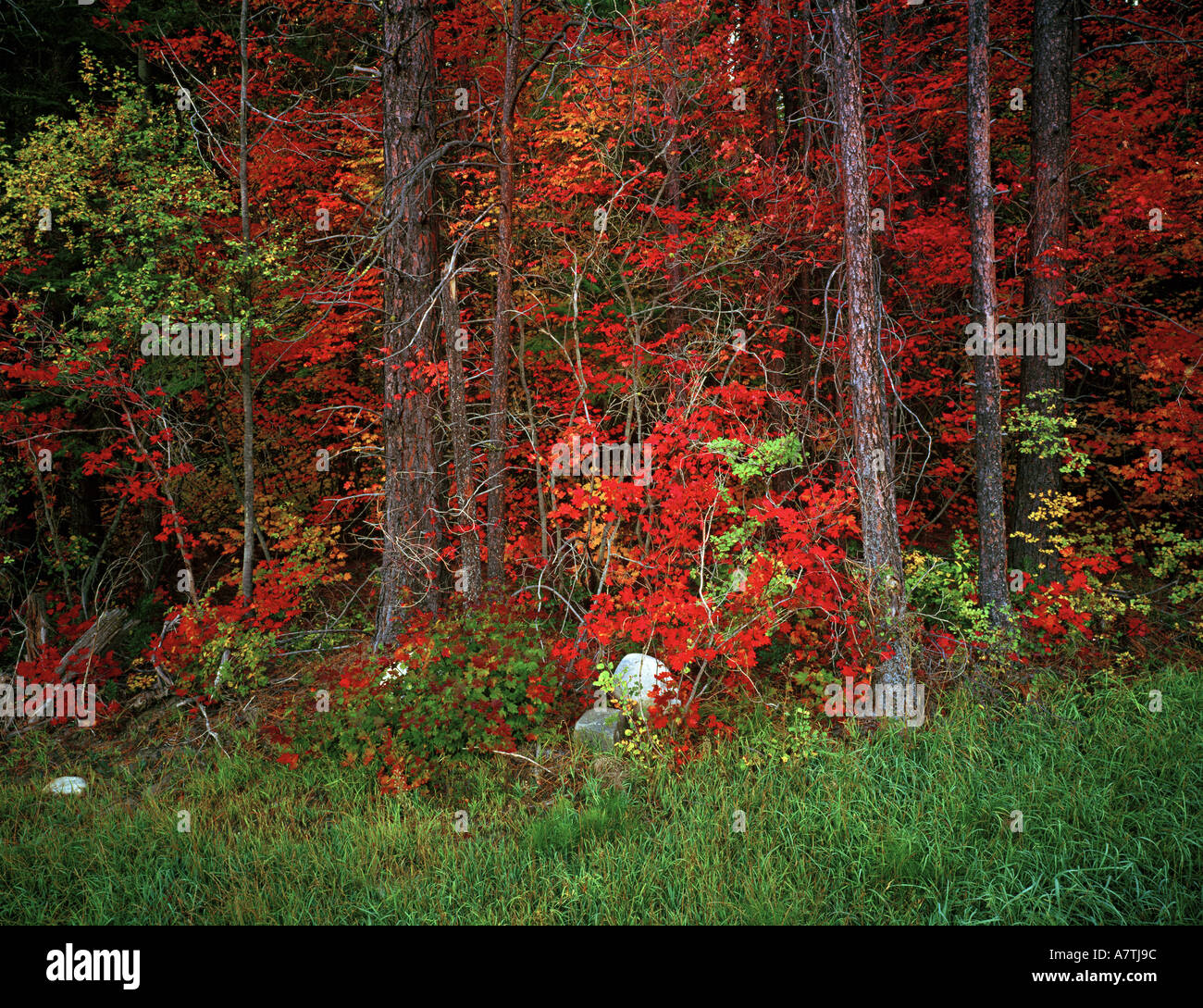 Vine Maples in bright red fall color Stock Photo - Alamy