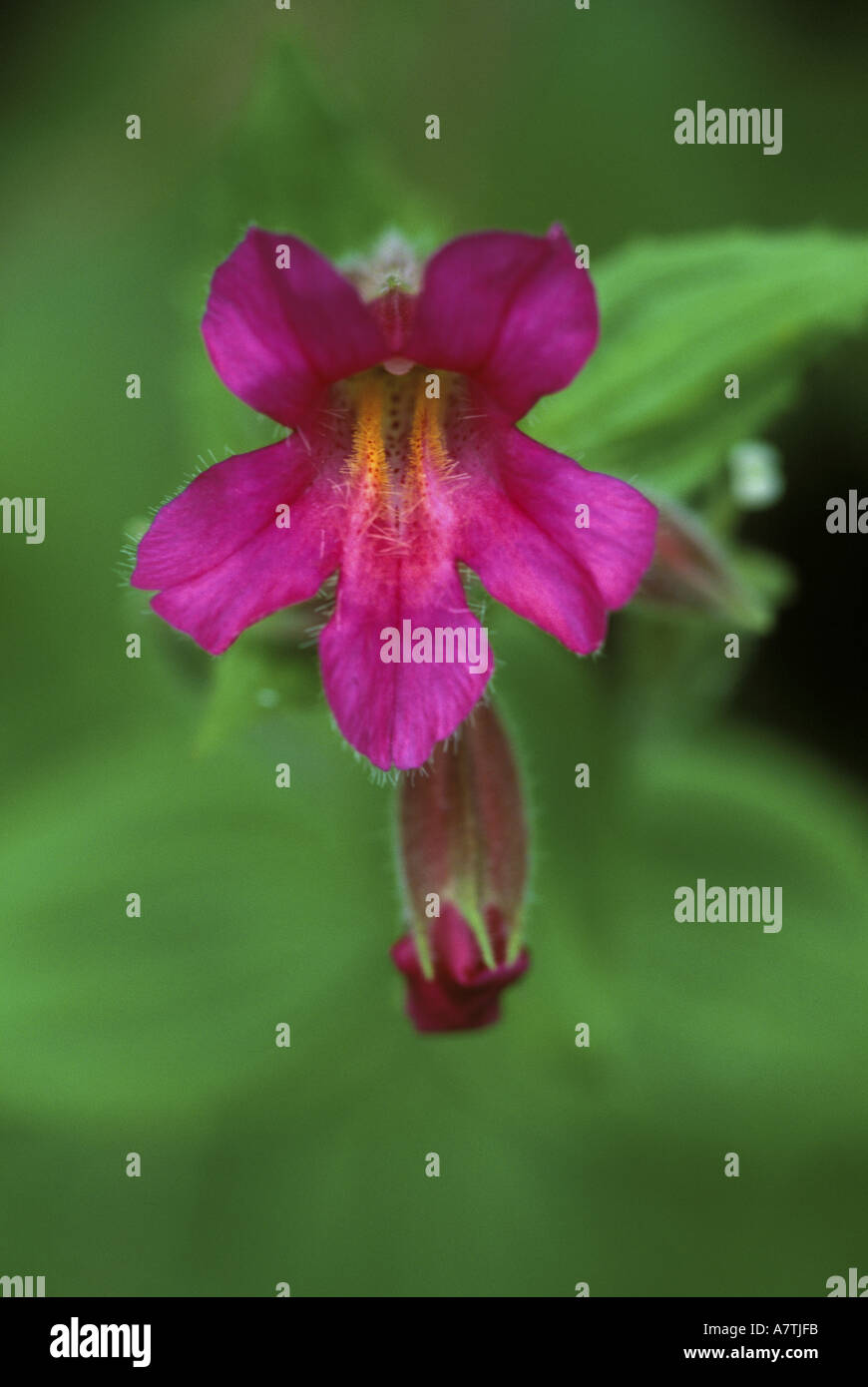 Lewis monkey flower hi-res stock photography and images - Alamy