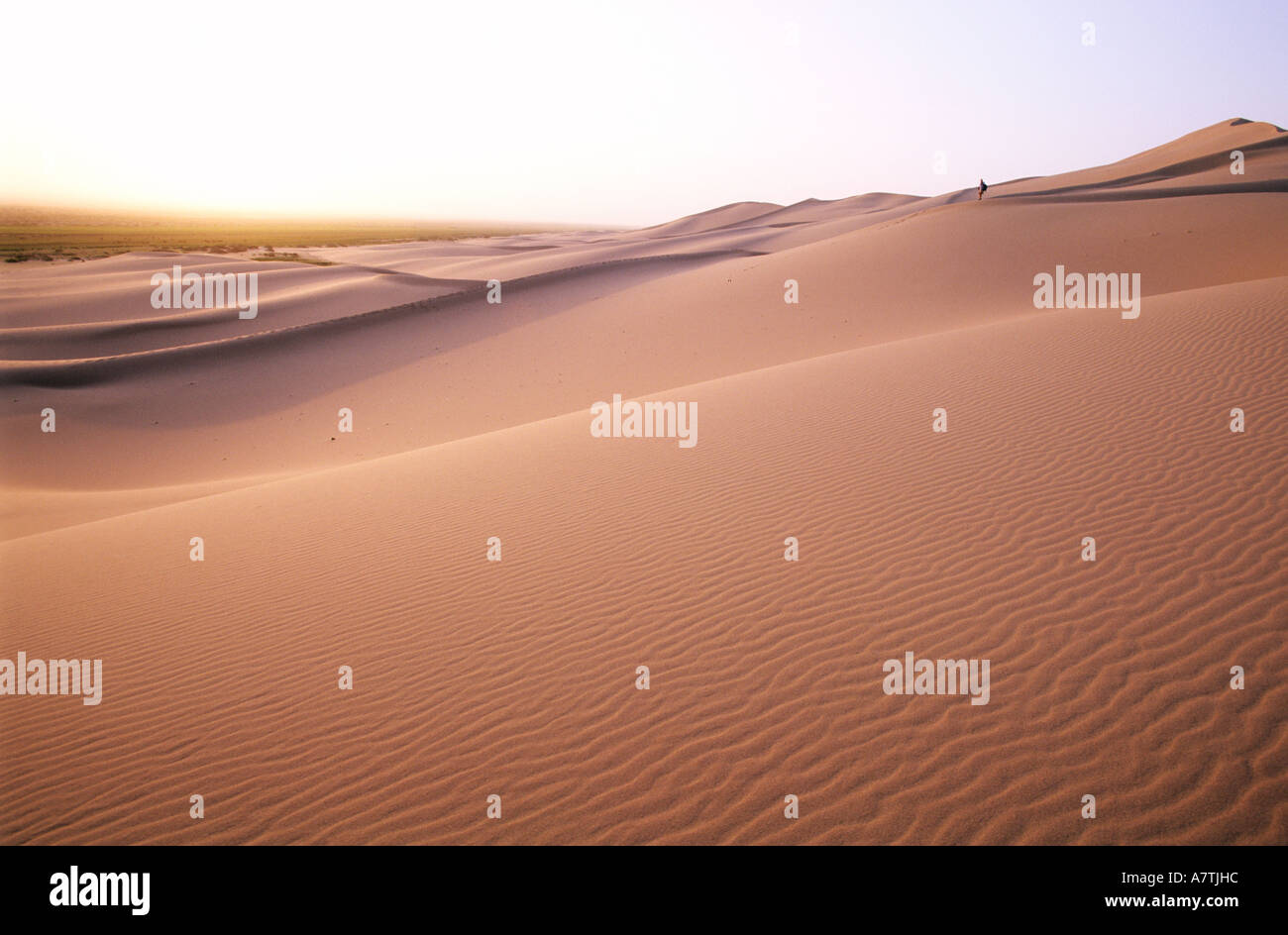 Mongolia, Omnogobi Province, Gobi desert, Khongoryn Els sand dunes ...