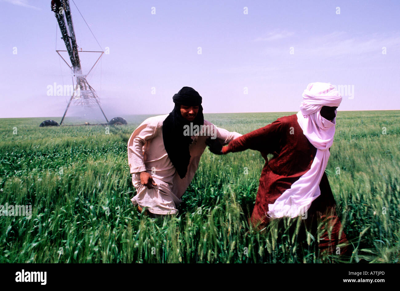 Libya, the Sahara, Burjuj, intensive cultivations in the desert Stock ...
