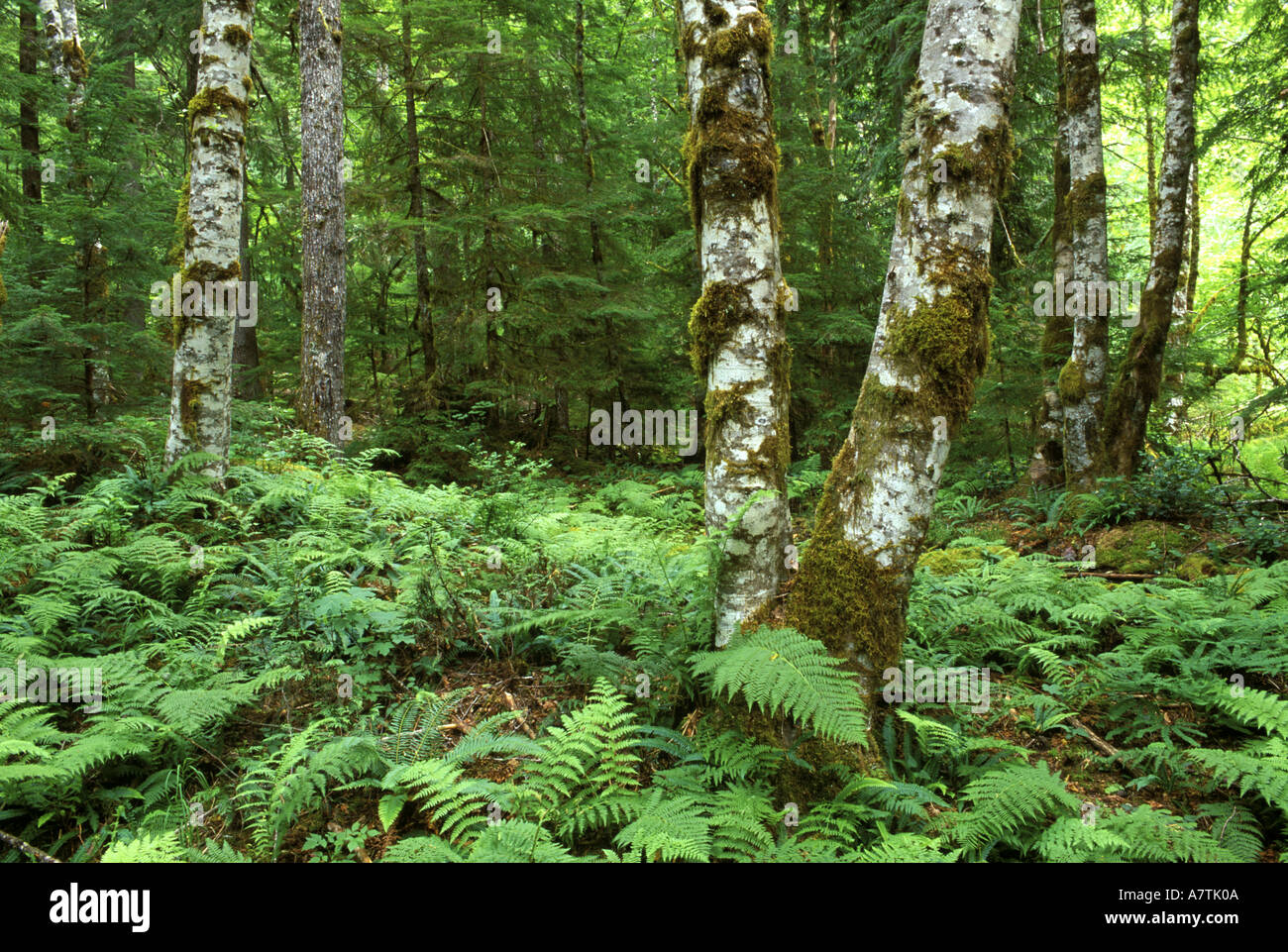 Red Alder, Mt. Rainier NP, WA, USA Stock Photo - Alamy