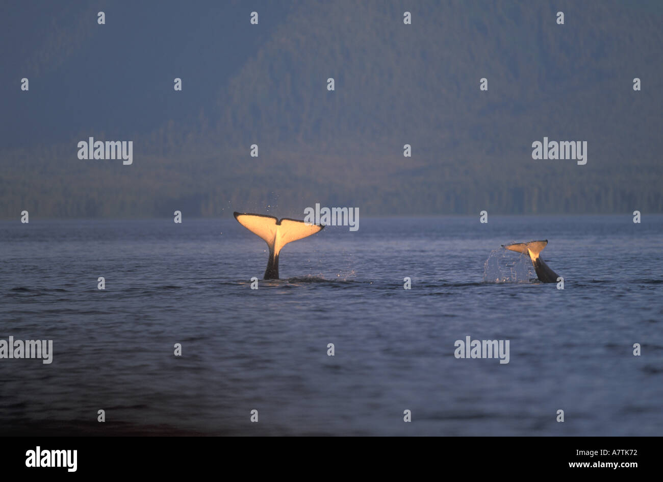 Orca Killer Whales (Orca orcinus) near San Juan Island, WA State, USA ...