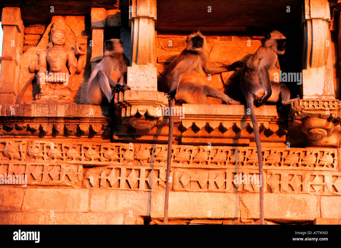 India, Rajasthan, Chittorgarh, the Fort overrun by monkeys Stock Photo ...