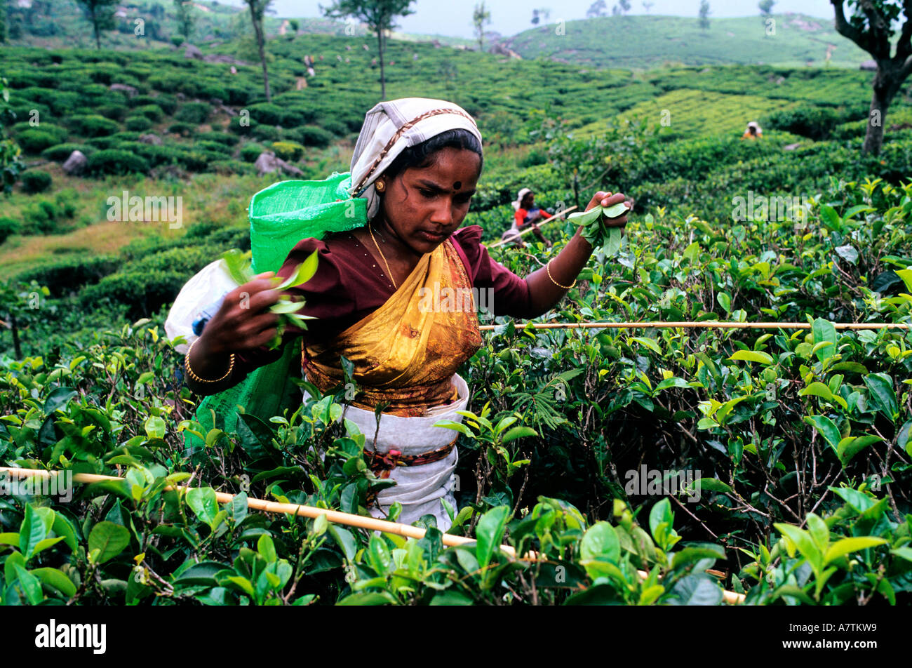 Sri Lanka, the Central High Lands, a tea picker woman in Haputale Stock ...