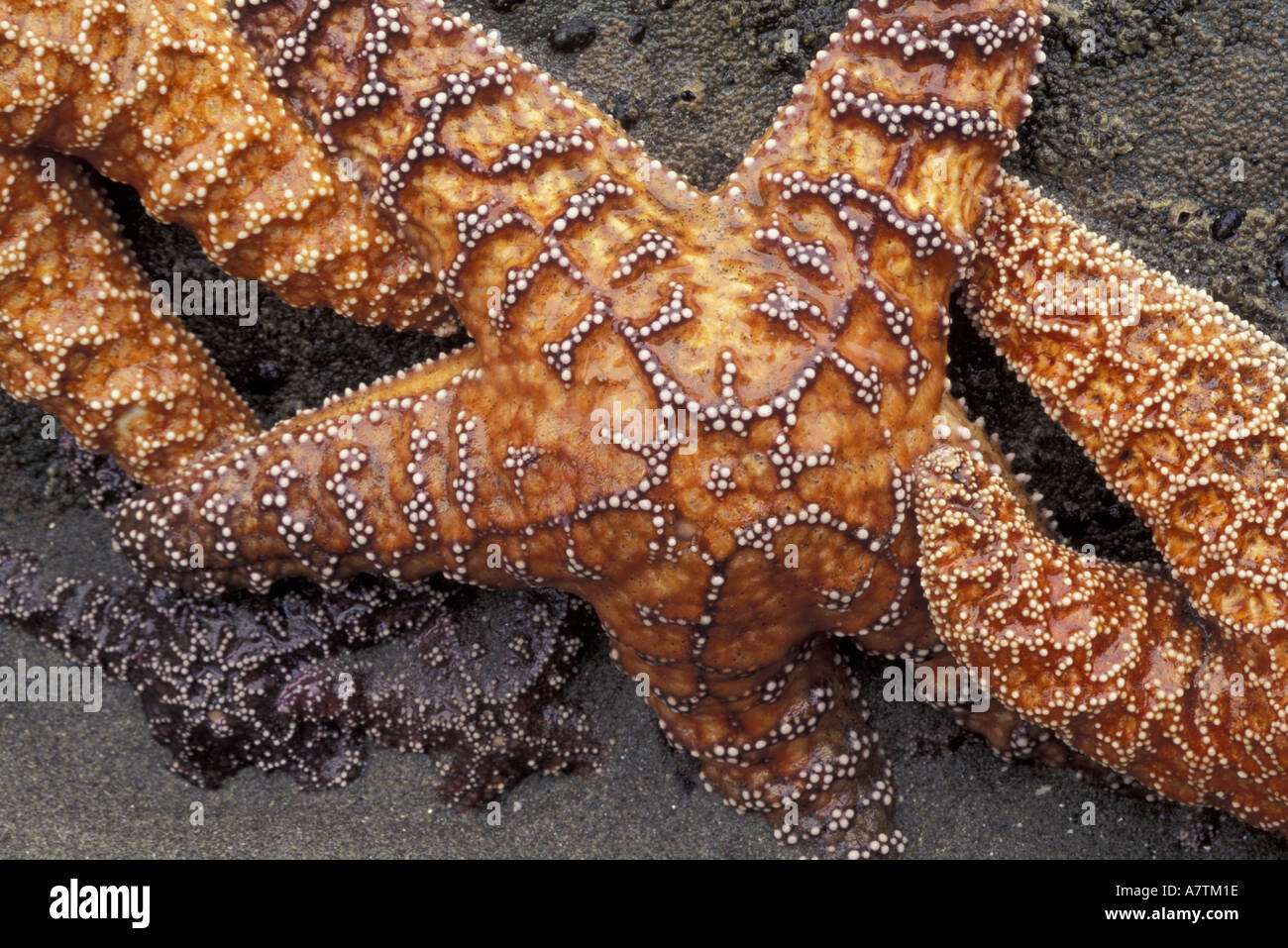 Washington starfish hi-res stock photography and images - Alamy
