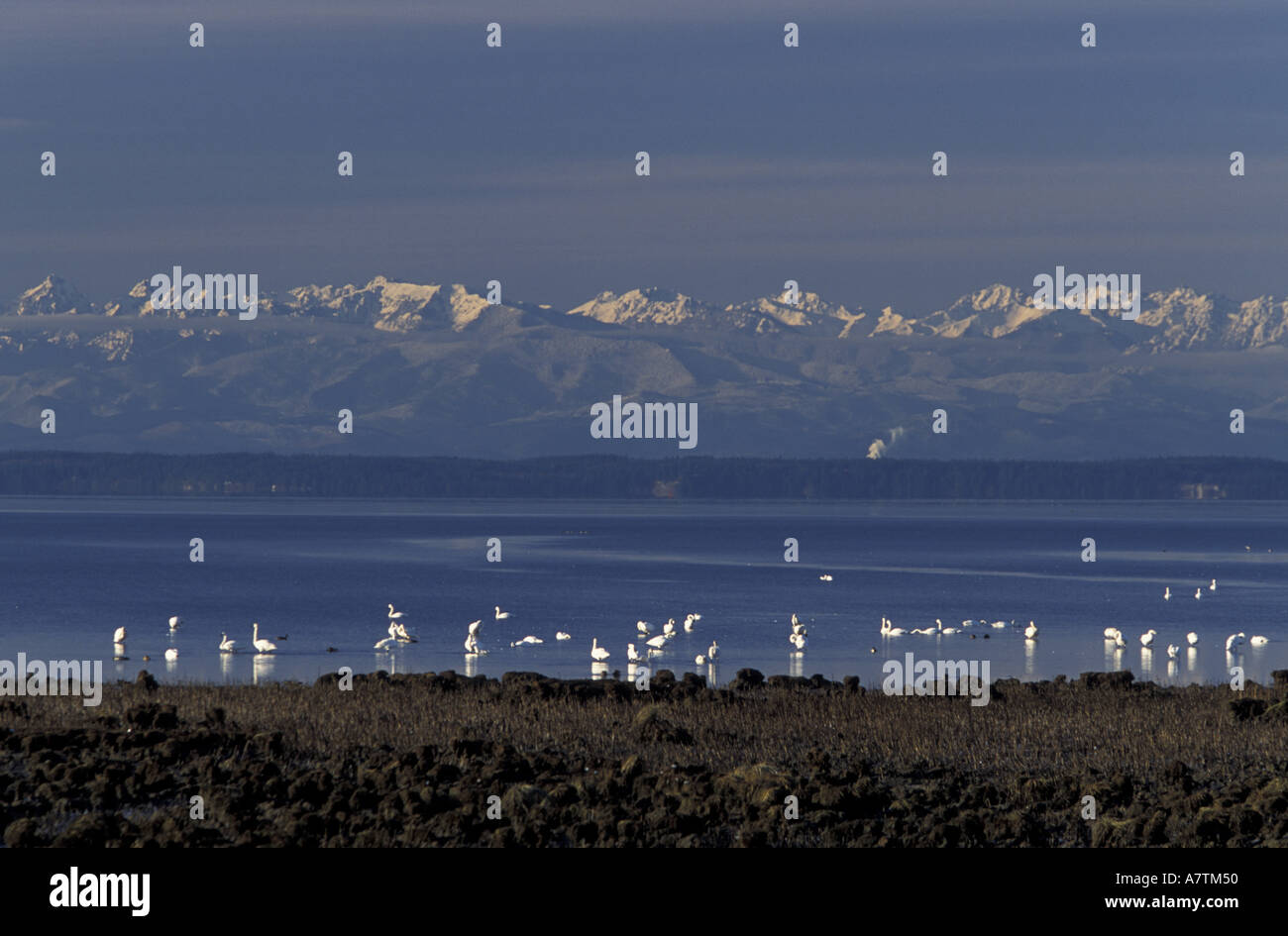 NA, USA, Washington, Skagit Wildlife Management Area. Trumpeter swans ...