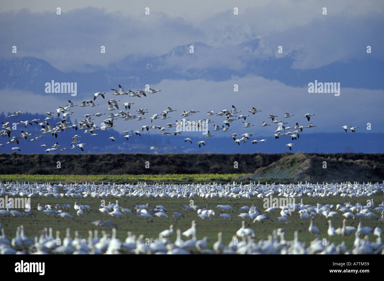 NA, USA, Washington, Skagit Wildlife Management Area. Snow geese (Chen ...
