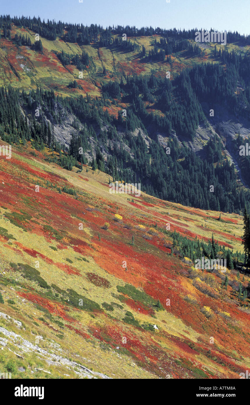 NA, USA, Washington, Mt. Rainier NP. Autumn color on mountain slope ...