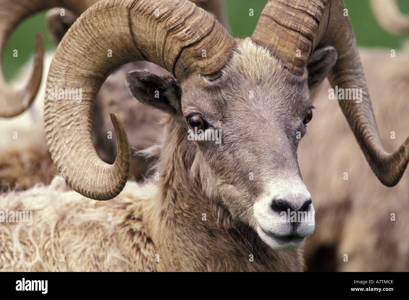 N.A., USA, Washington, Northwest Trek wildlife park, Eatonville ...