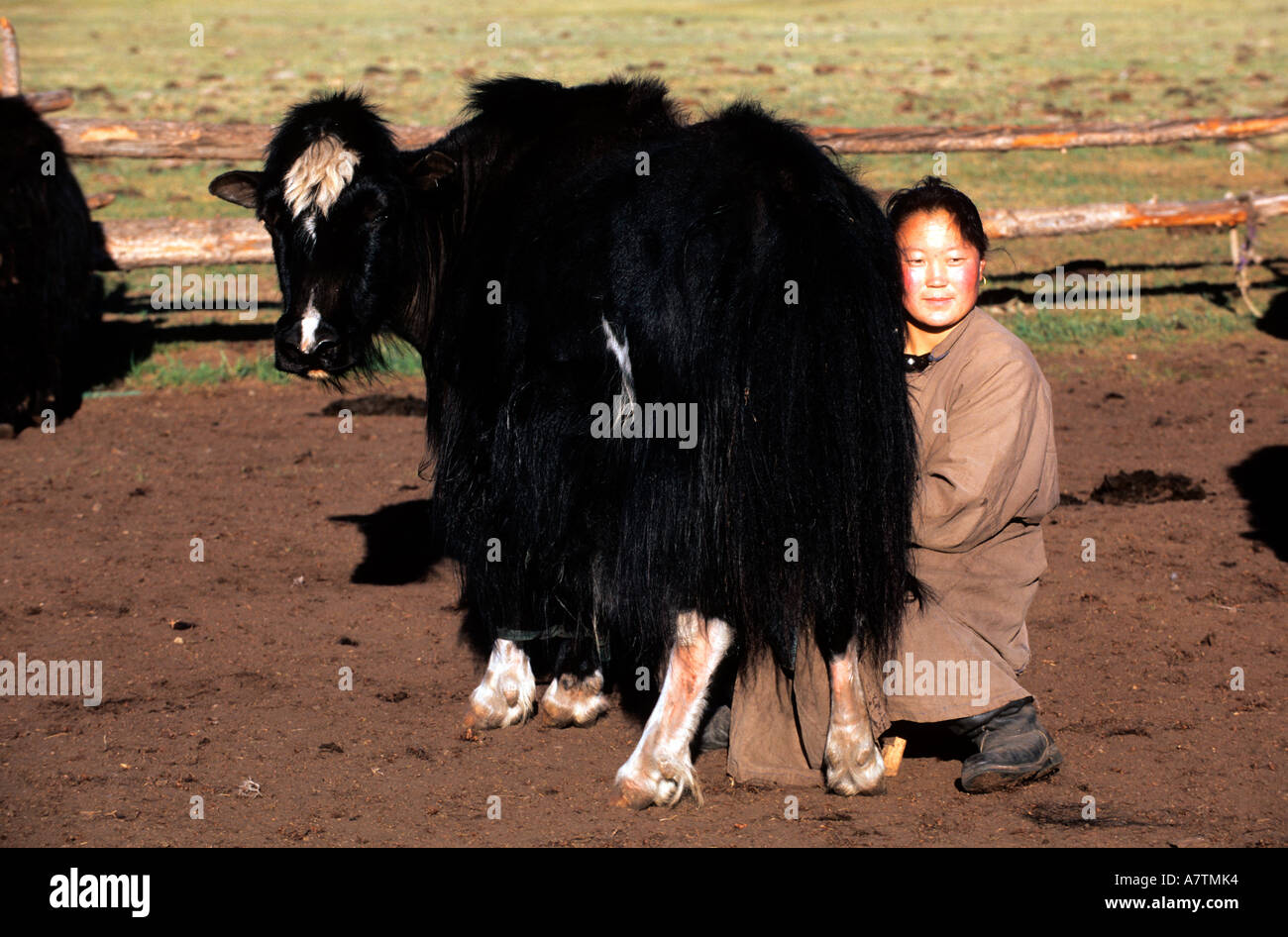 Milking yak hi-res stock photography and images - Alamy