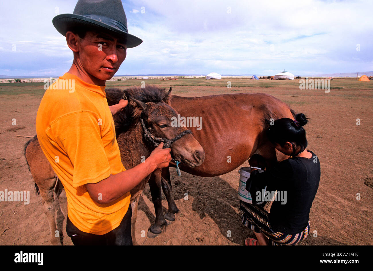 Mongolia, Ovorkhangai Province, near Karakorum, milking the mares Stock ...