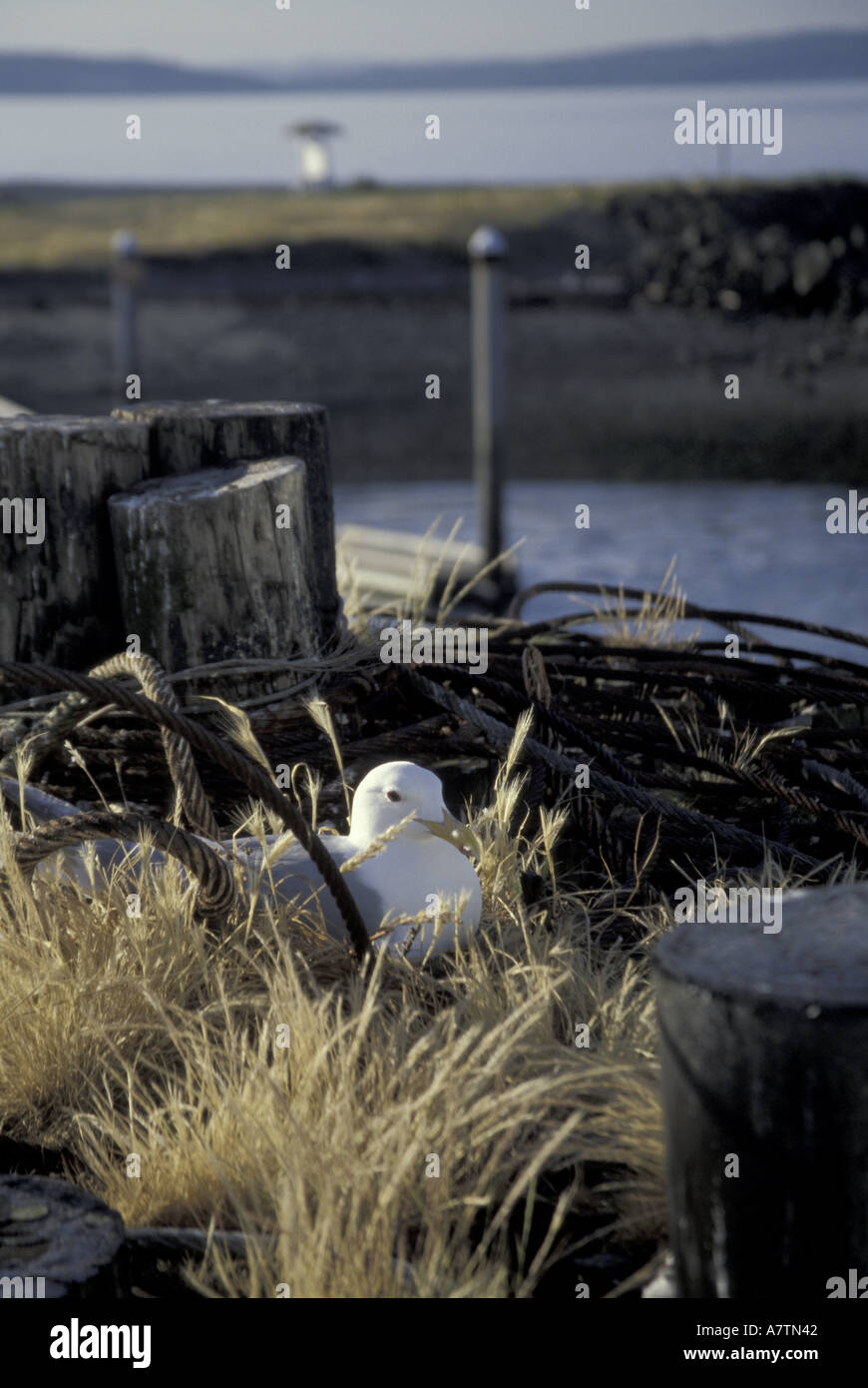 NA, USA, Washington, Whidbey Island. Gull on nest near Keystone Ferry ...