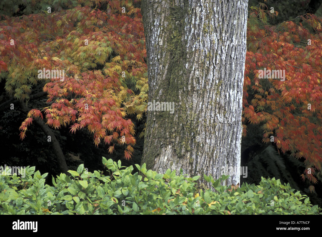 Fall foliage on university washington hi-res stock photography and ...