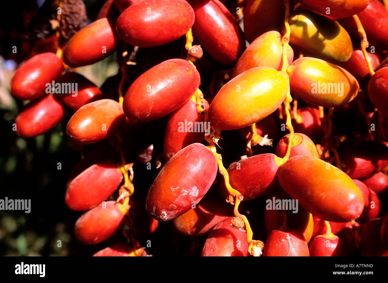 Dates libyan hi-res stock photography and images - Alamy