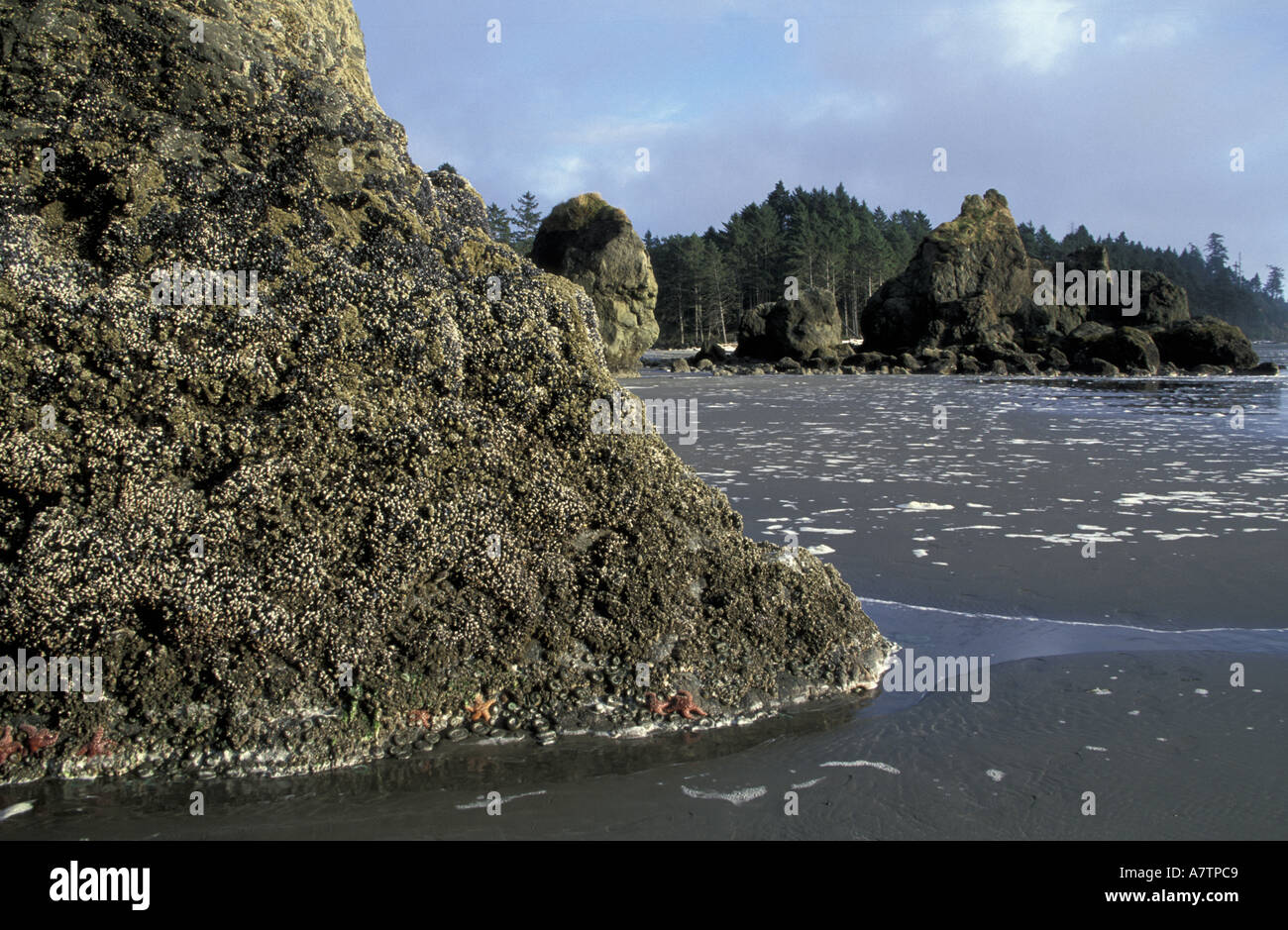 Washington starfish hi-res stock photography and images - Alamy