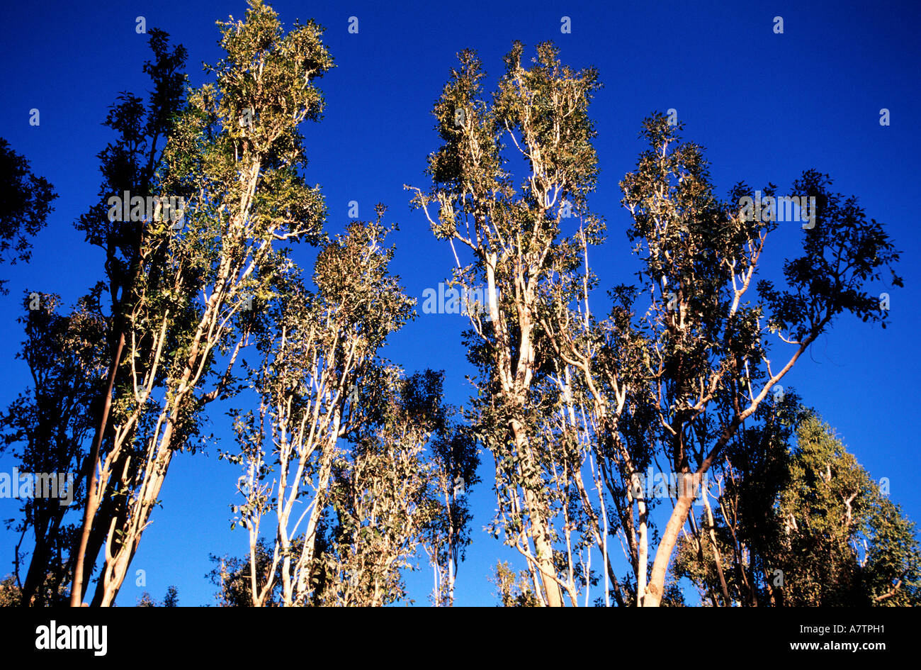 Cultivation of qat hi-res stock photography and images - Alamy