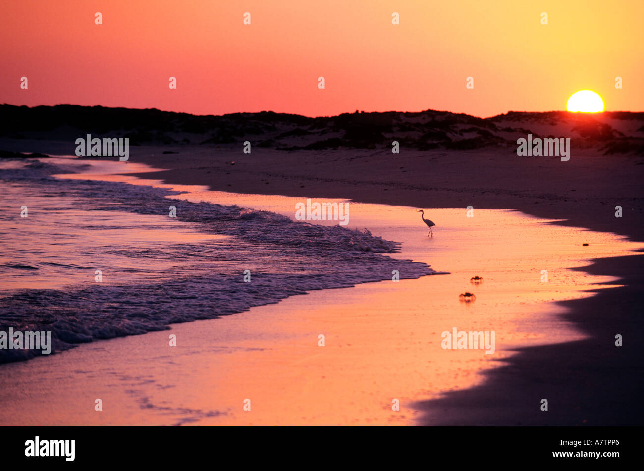 Indian bir hi-res stock photography and images - Alamy