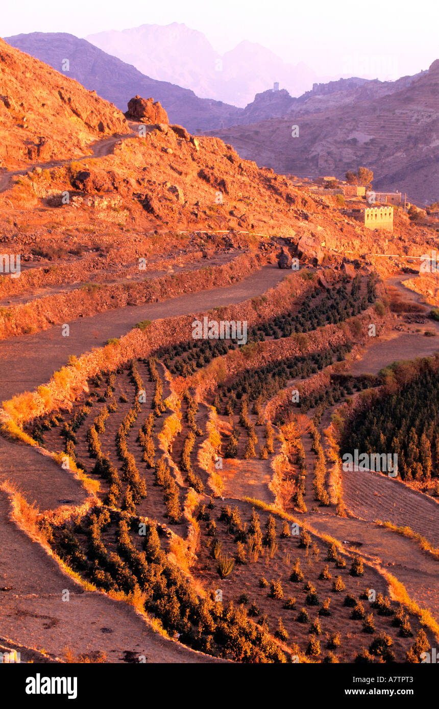 Cultivation of qat hi-res stock photography and images - Alamy