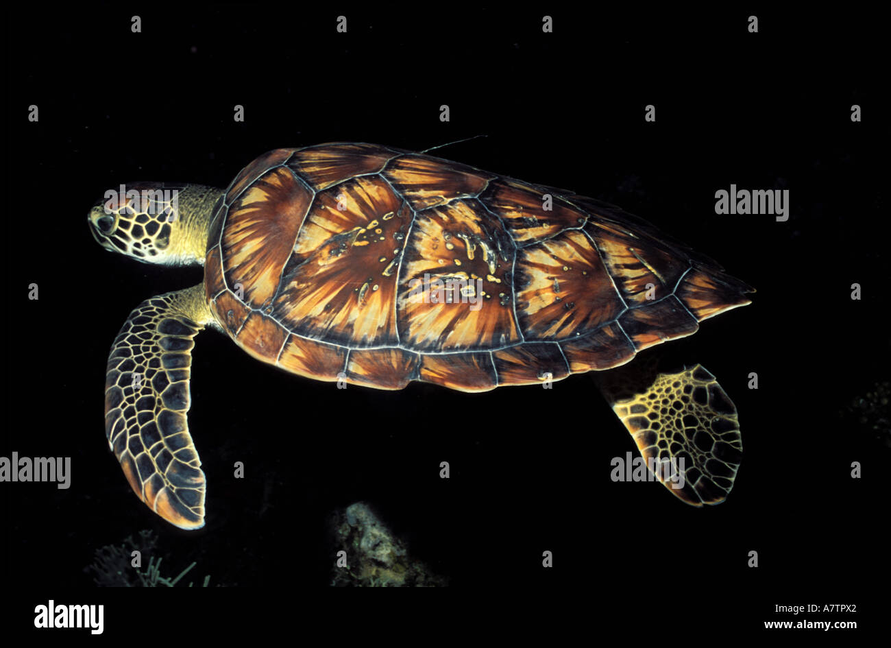 France, Guadeloupe, Imbricated turtle Stock Photo - Alamy