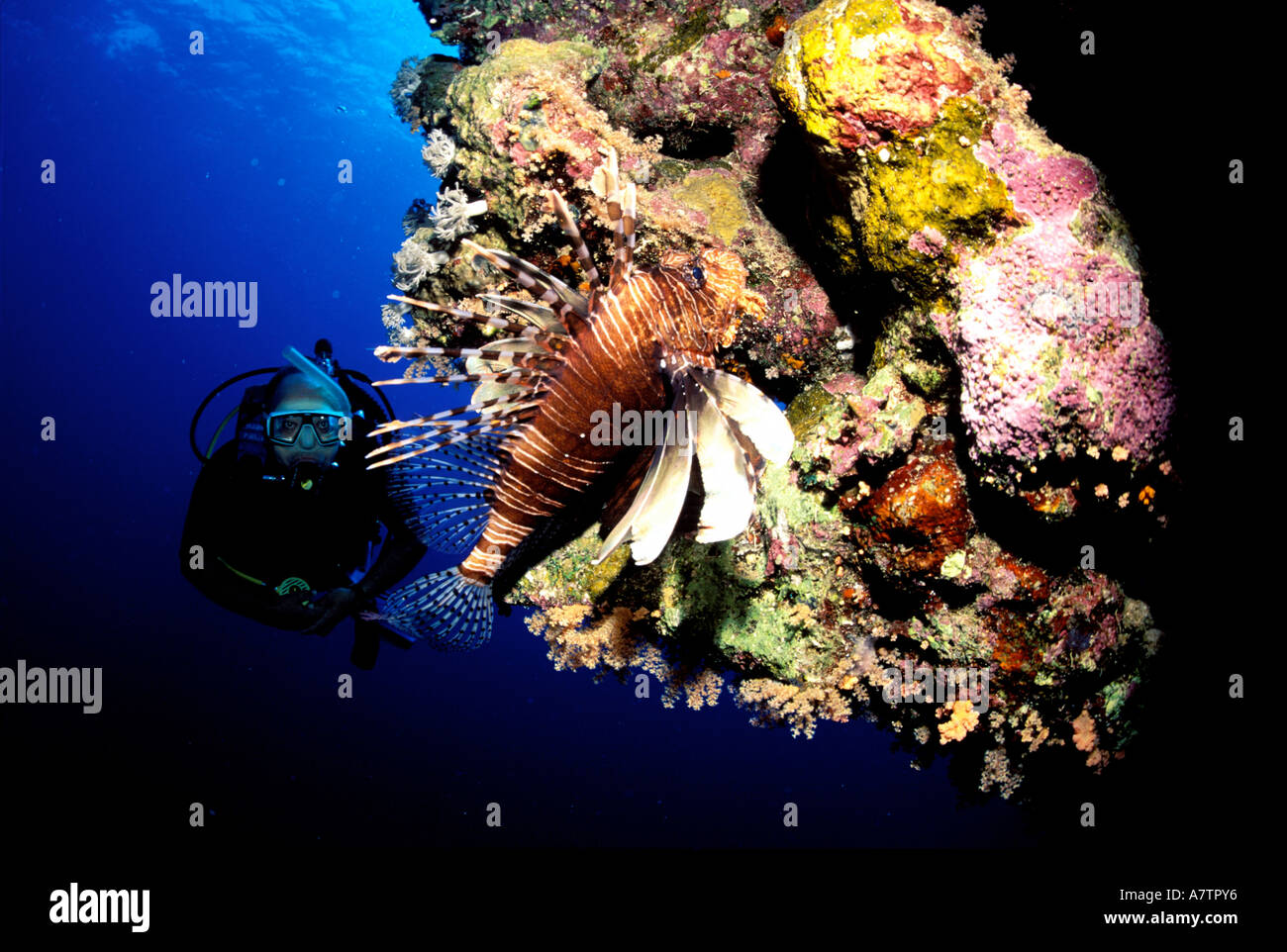 Egypt, Suez, Red Sea, Scorpion fish Stock Photo - Alamy