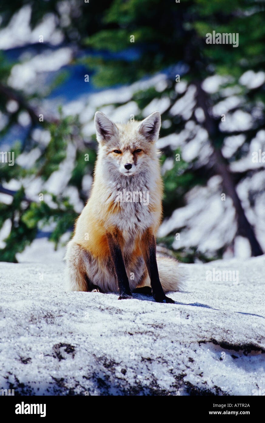 Red Fox sitting on snow bank, Vulpes, Mt. Rainier National Park, WA ...