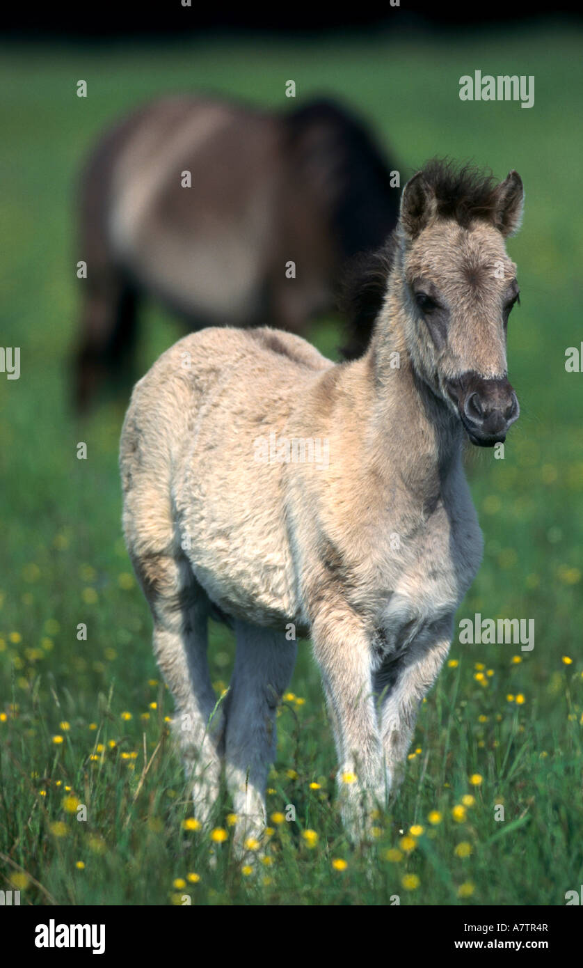 Horse photograph hi-res stock photography and images - Alamy