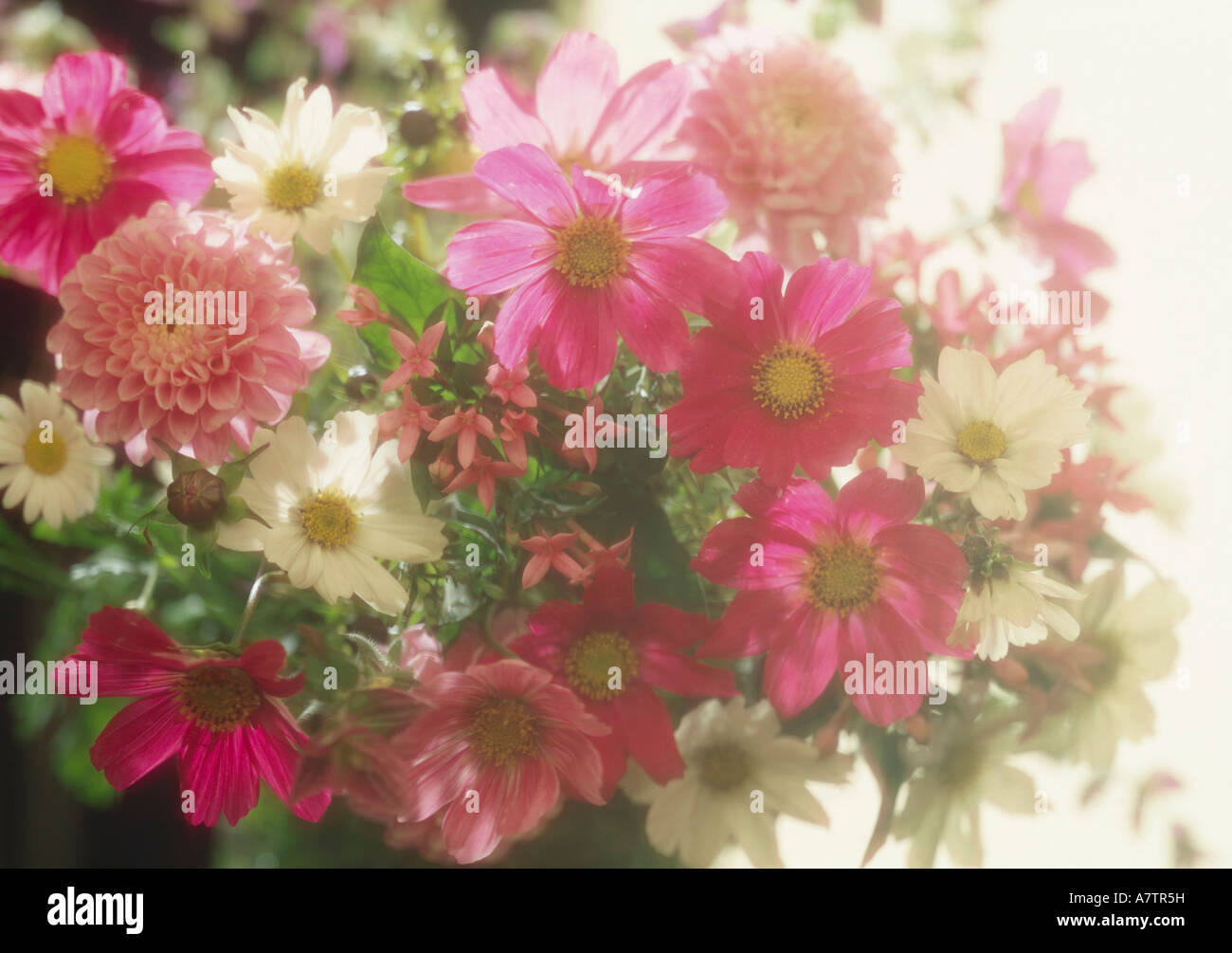 Sectioned daisy hi-res stock photography and images - Alamy