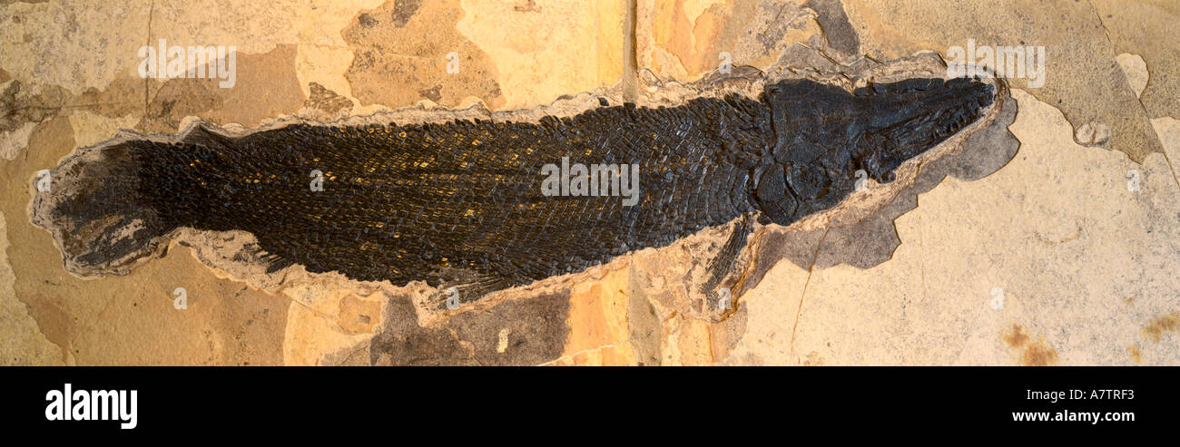 WYOMING, Fossil fish. Gar . 55-50 million-year-old Green River ...