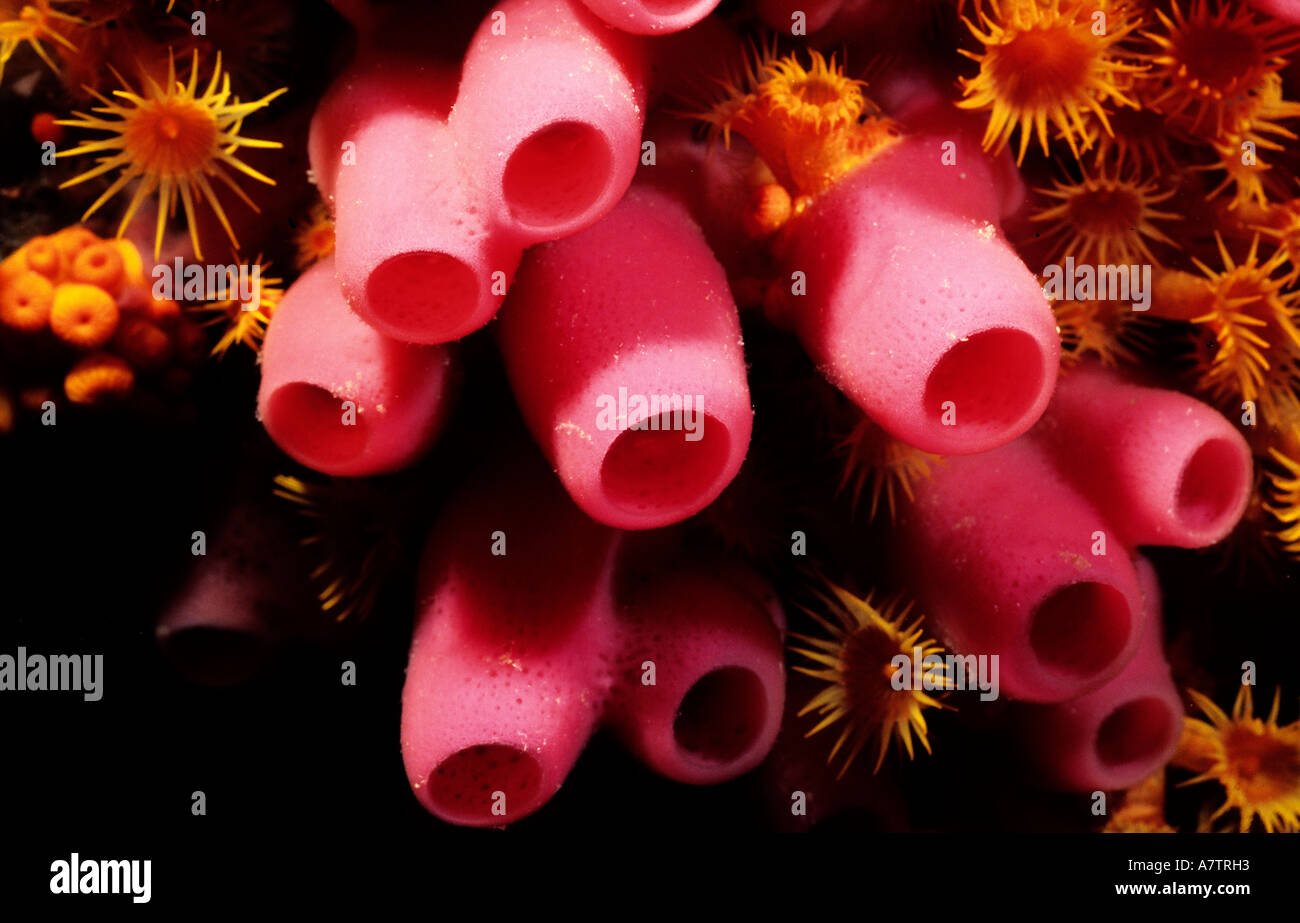 France, Corse du Sud, pink tubular sponges Stock Photo - Alamy
