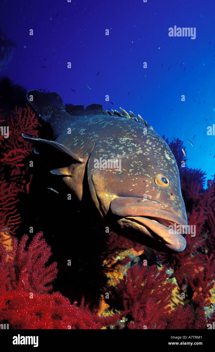 France, Corse du Sud, grouper Stock Photo - Alamy