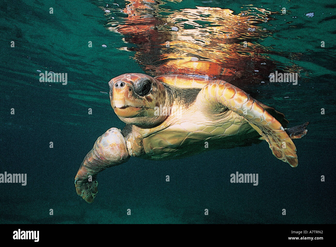 France, Corse du Sud, Couane turtle Stock Photo - Alamy