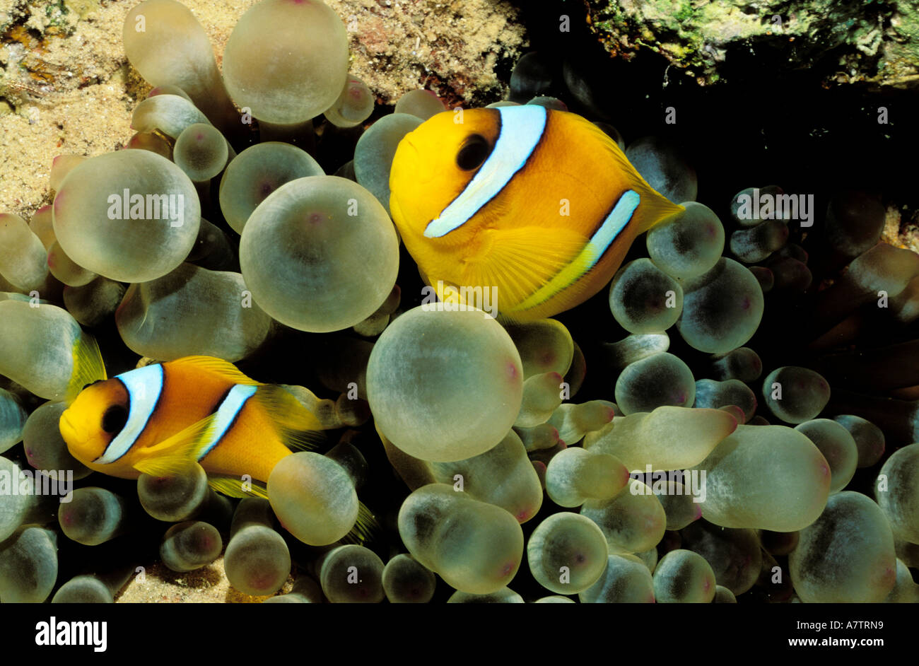 Egypt, Suez, Clown fish in their anemon in the Red Sea Stock Photo - Alamy