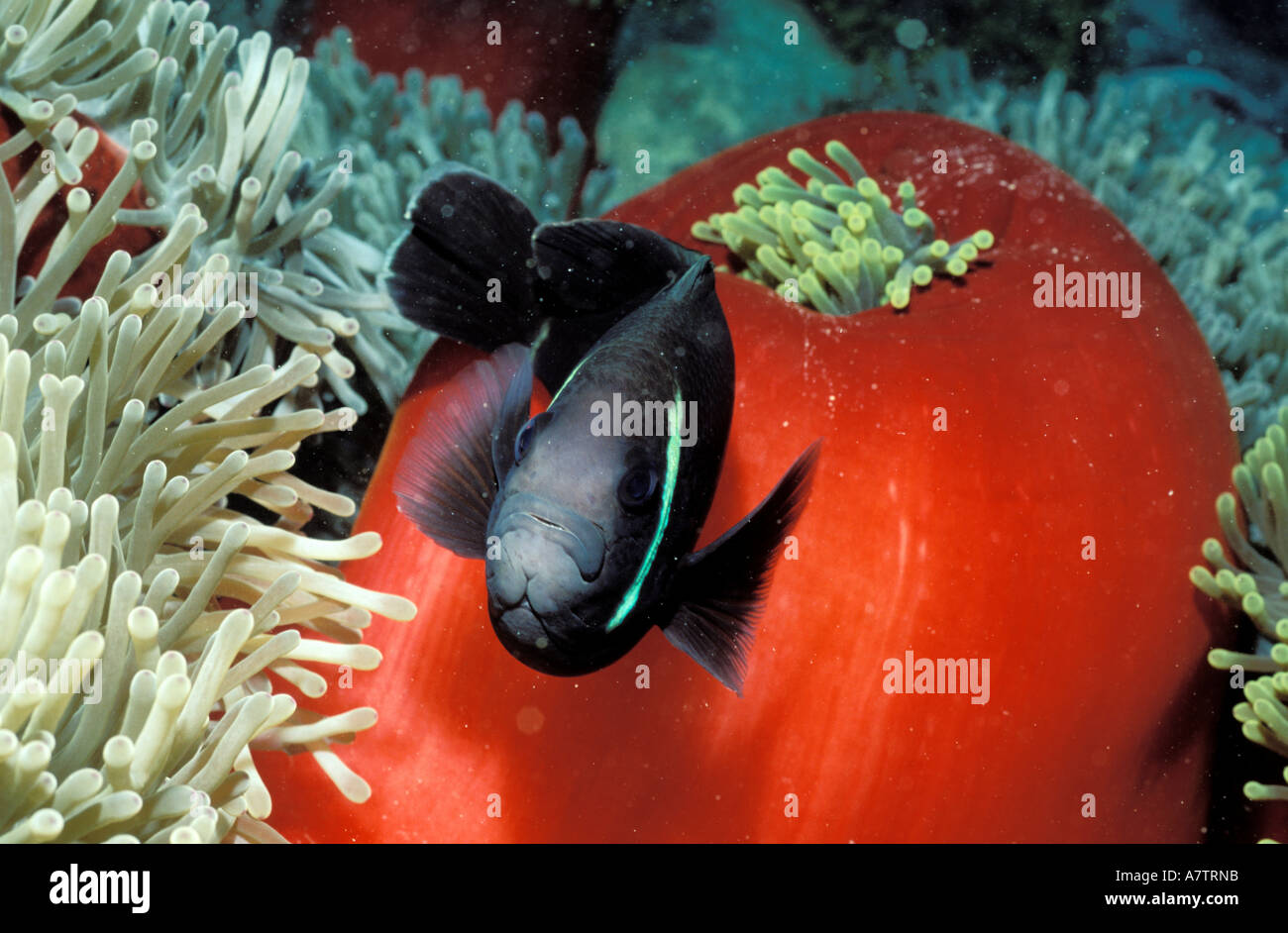 Mauritius island, sea anemone and clown fish (Blue bay Stock Photo - Alamy