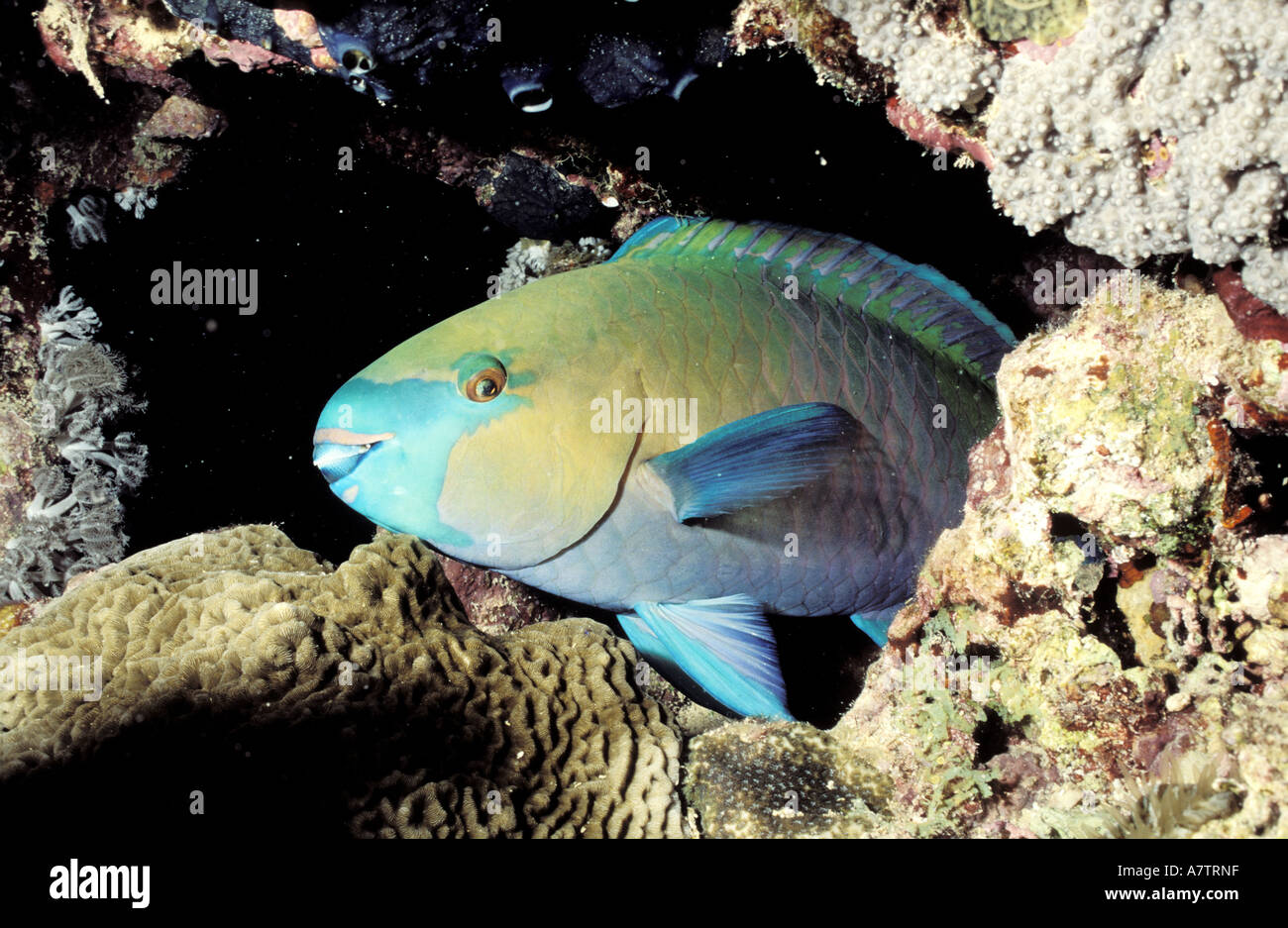 Egypt, Sinai Peninsula, Red Sea, a parrot-fish Stock Photo - Alamy