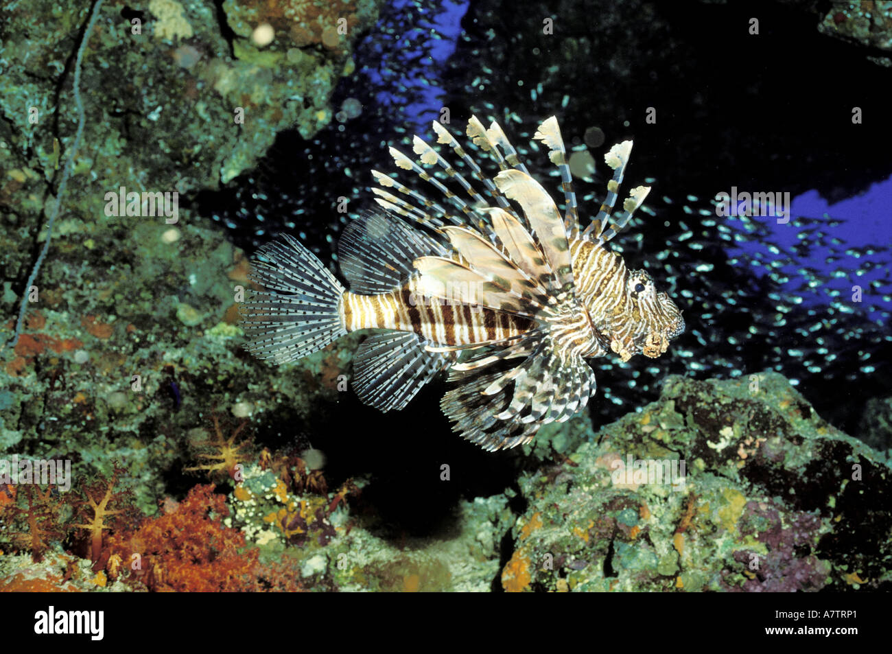Egypt, Sinai Peninsula, Red Sea, lion-fish Stock Photo - Alamy