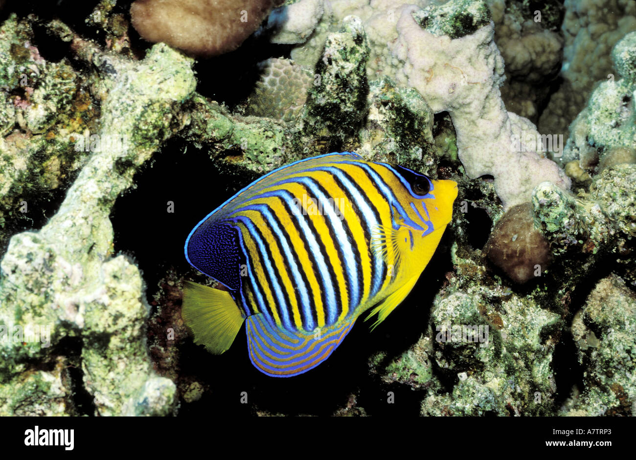 Egypt, Sinai Peninsula, Red Sea, butterfly fish Stock Photo - Alamy