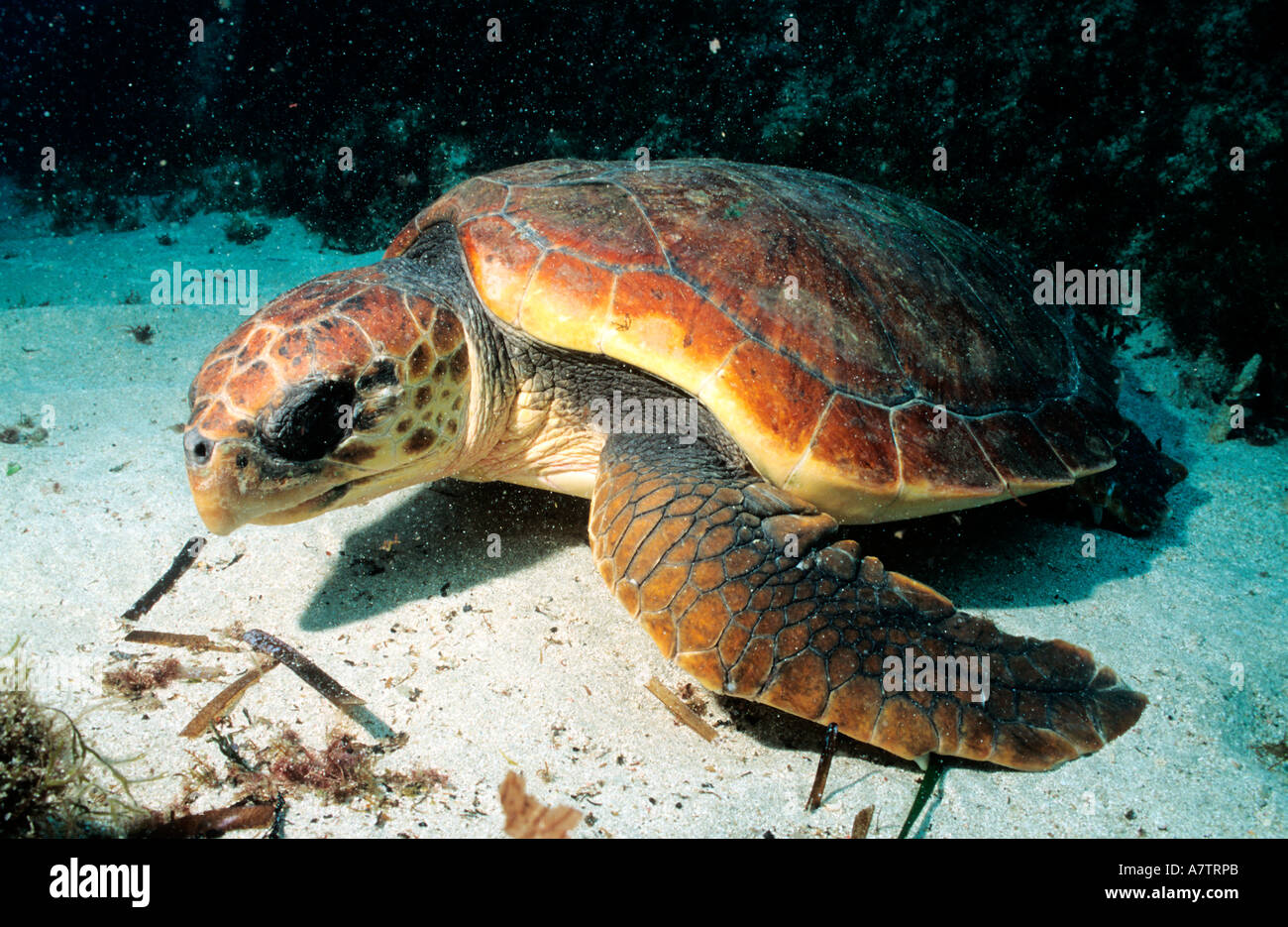 Turtle feet hi-res stock photography and images - Alamy