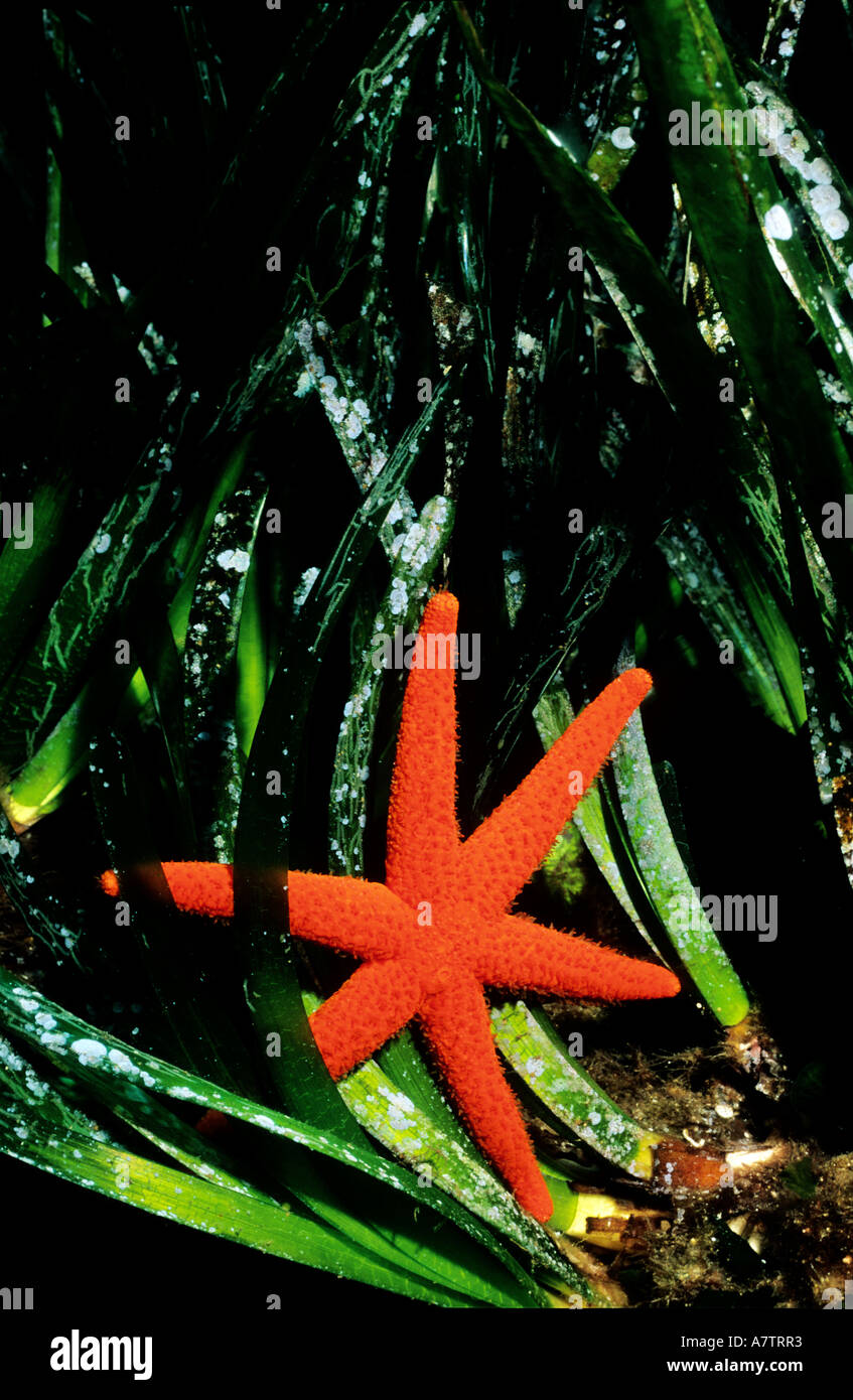 6 branches hi-res stock photography and images - Alamy