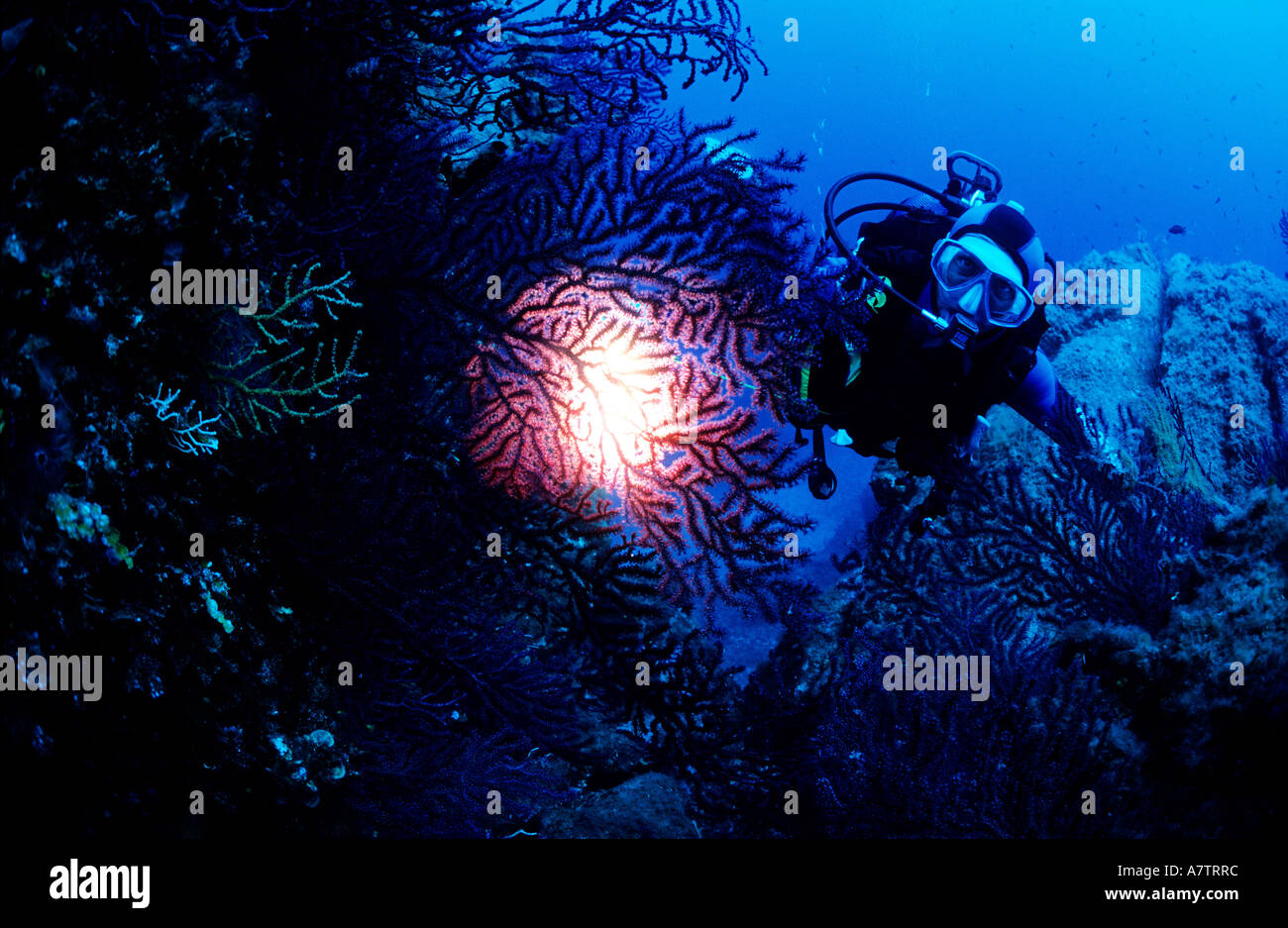 France, Corse du Sud, blue gorgonias Stock Photo - Alamy