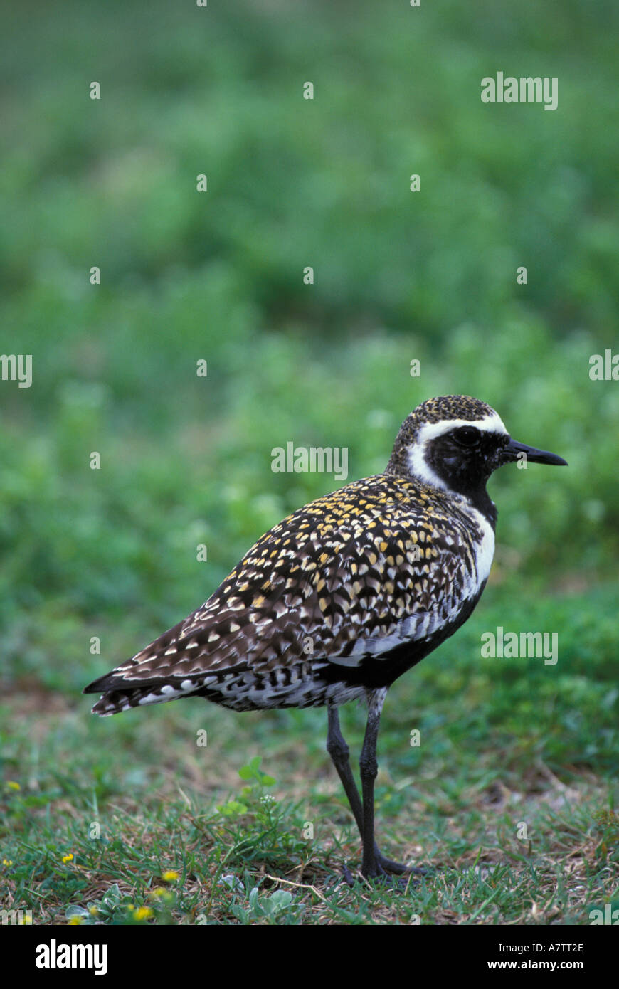United States, Hawaii, Midway, Atoll NWR. Golden plover Stock Photo - Alamy