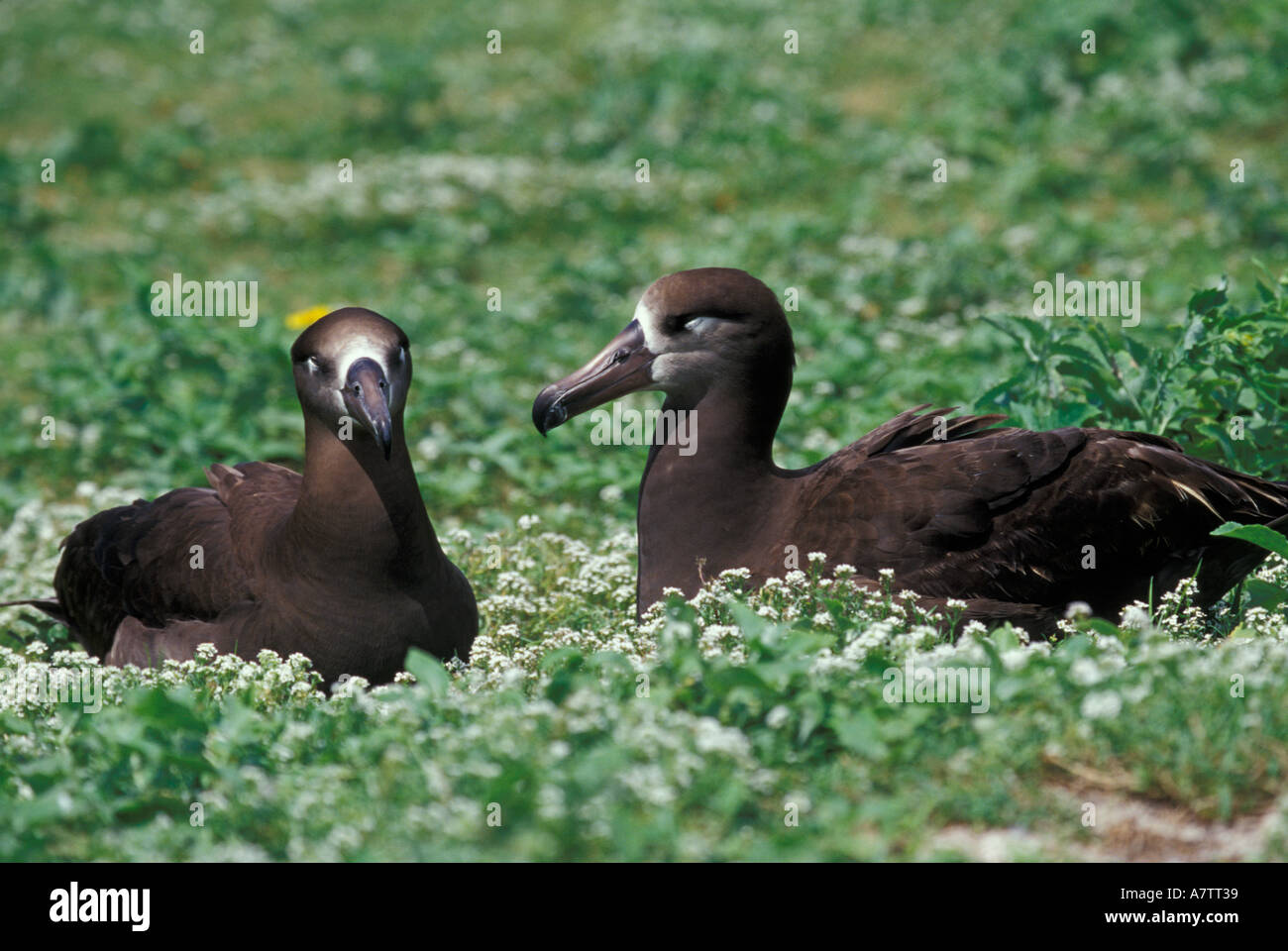 United States, Hawaii, Midway, Atoll NWR. Black-footed albatross pair ...