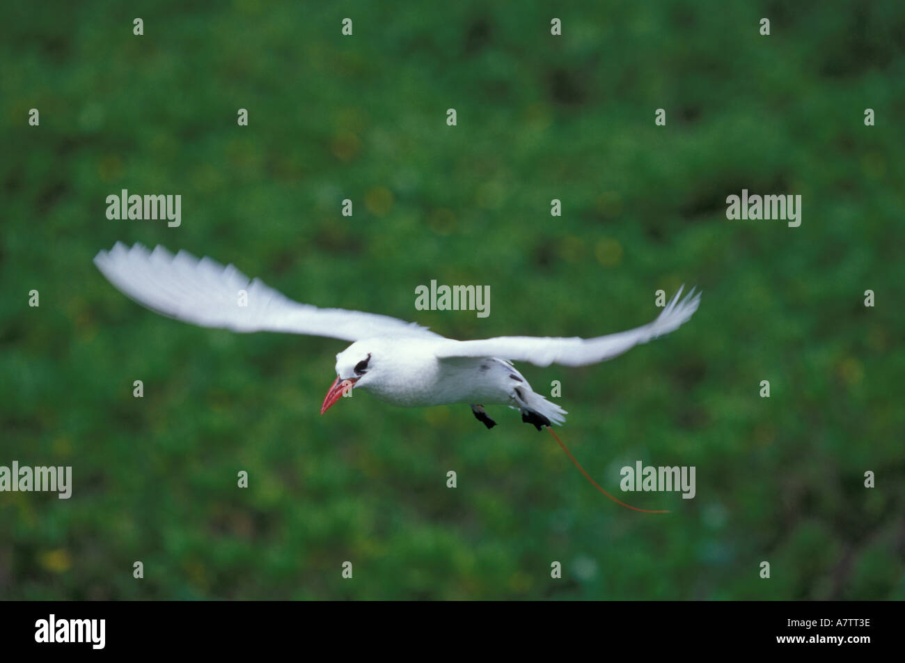 United States, Hawaii, Midway, Atoll NWR. Red-tailed tropic bird in ...
