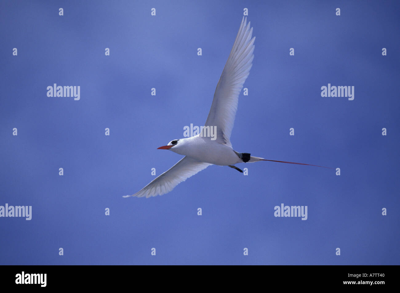 United States, Hawaii, Midway, Atoll NWR. Red-tailed tropic bird in ...