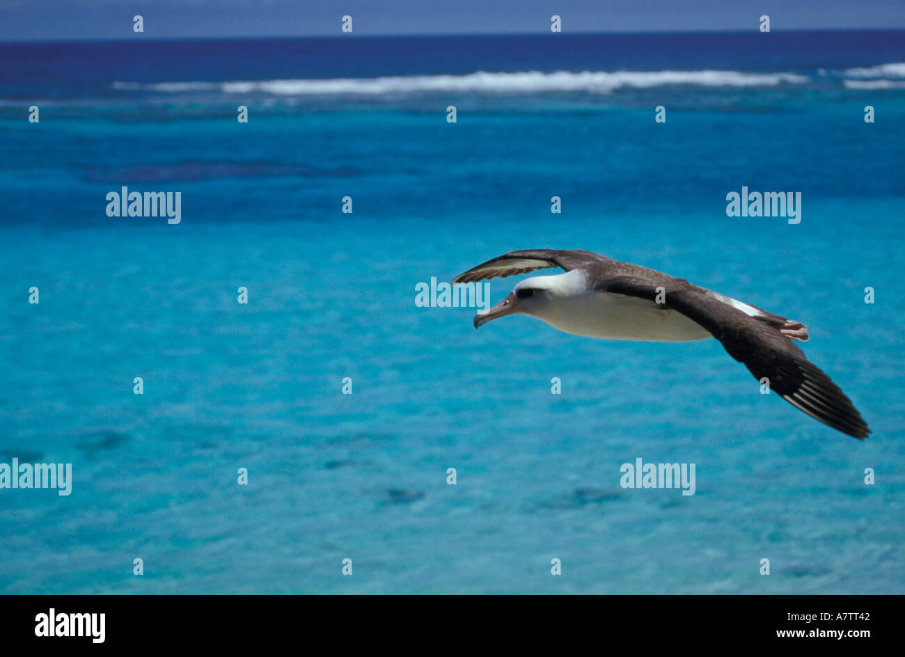 United States, Hawaii, Midway, Atoll NWR. Laysan albatross in flight ...