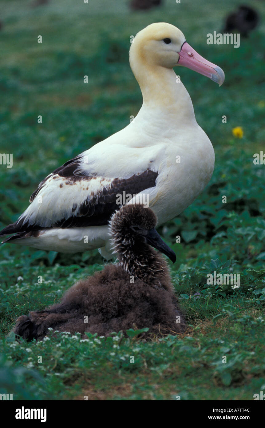 United States, Hawaii, Midway Atoll NWR. Short-tailed albatross Stock ...