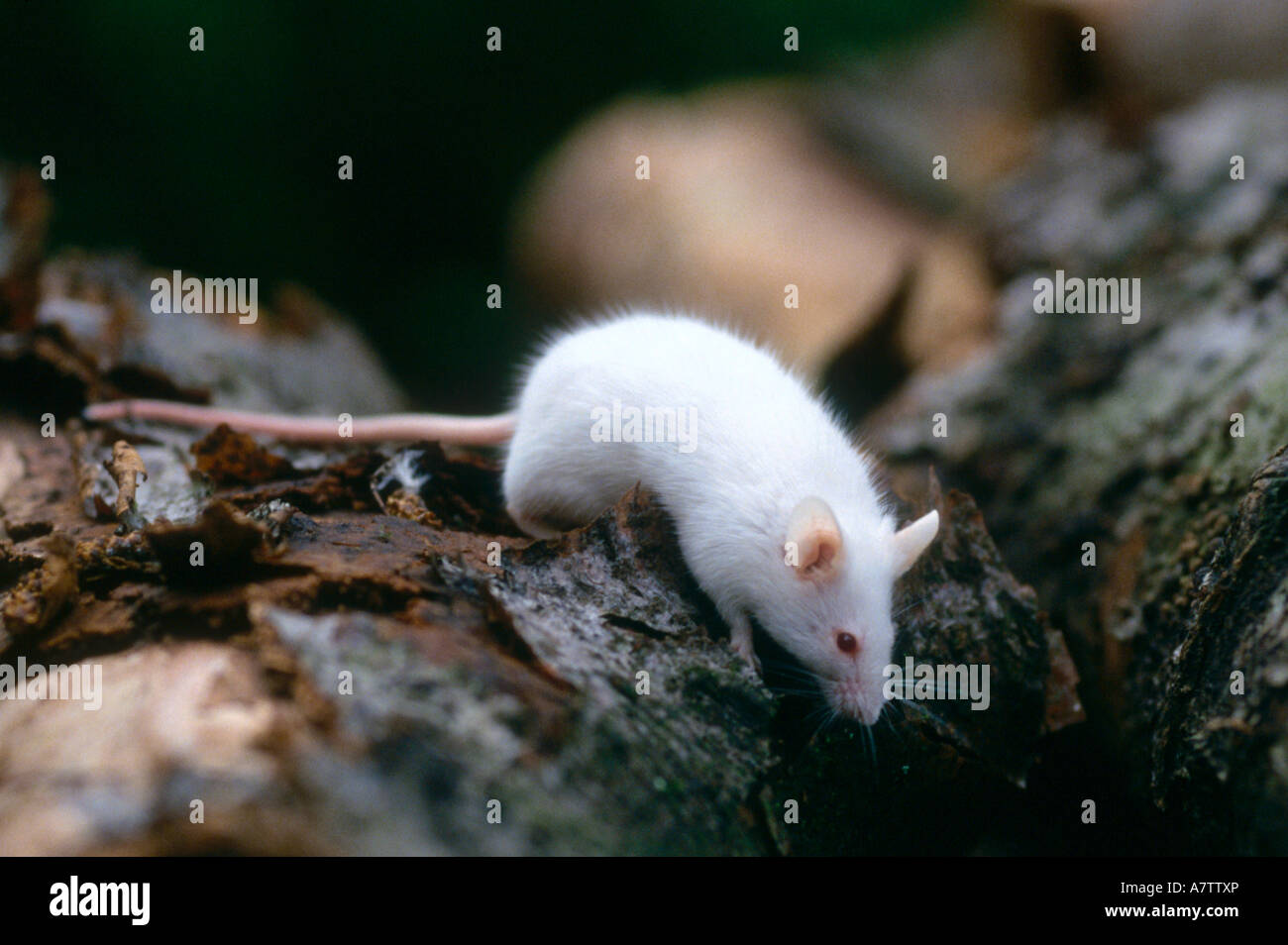 Close-up of white mouse on rock Stock Photo - Alamy